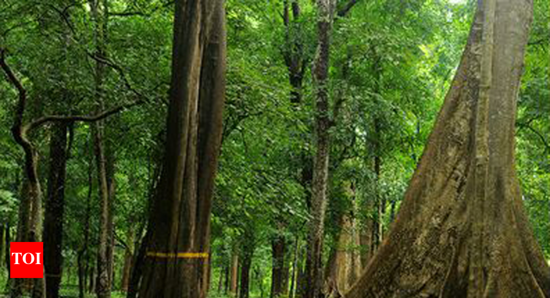 467 hectares of Yavatmal forest land given to Reliance | Nagpur News ...