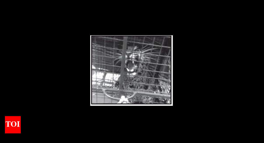 Pilgao locals live under big cat attack fear | Goa News - Times of India