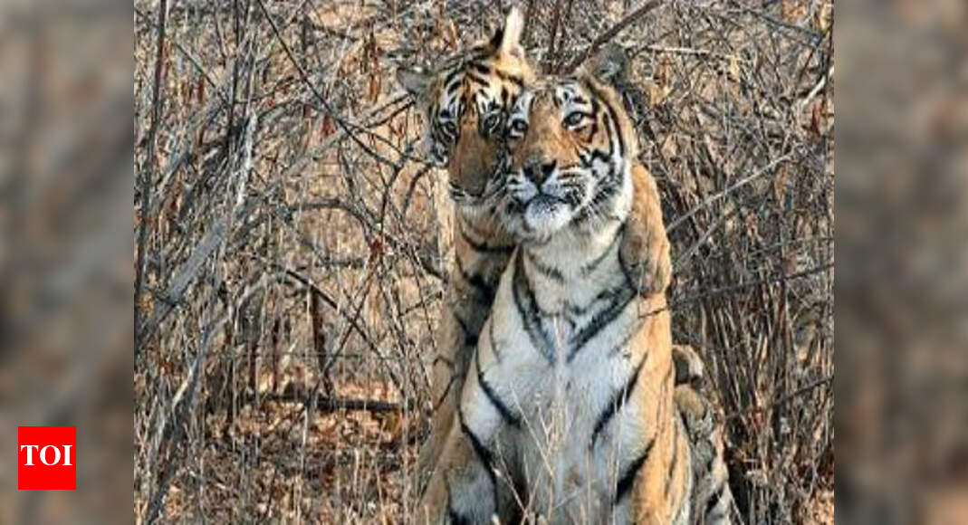 Ranthambhore hosts a record 67 tigers in reserve | Jaipur News - Times ...