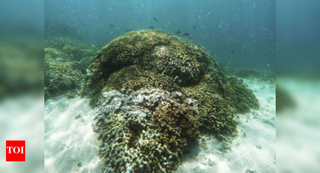 Plastic trash linked to disease in corals: Study - Times of India