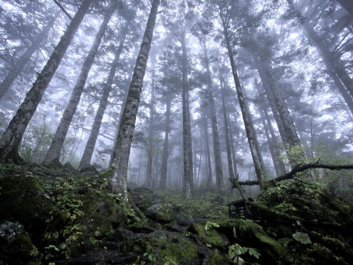 Chhattisgarh Govt developing tourist spots in Surguja forests to boost ... Chhattisgarh Govt developing tourist spots in Surguja forests to boost ...