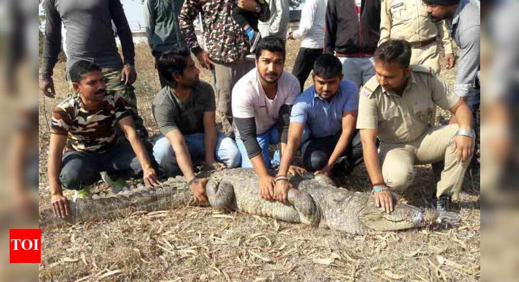 8-foot crocodile rescued from Ajwa garden | Vadodara News - Times of India