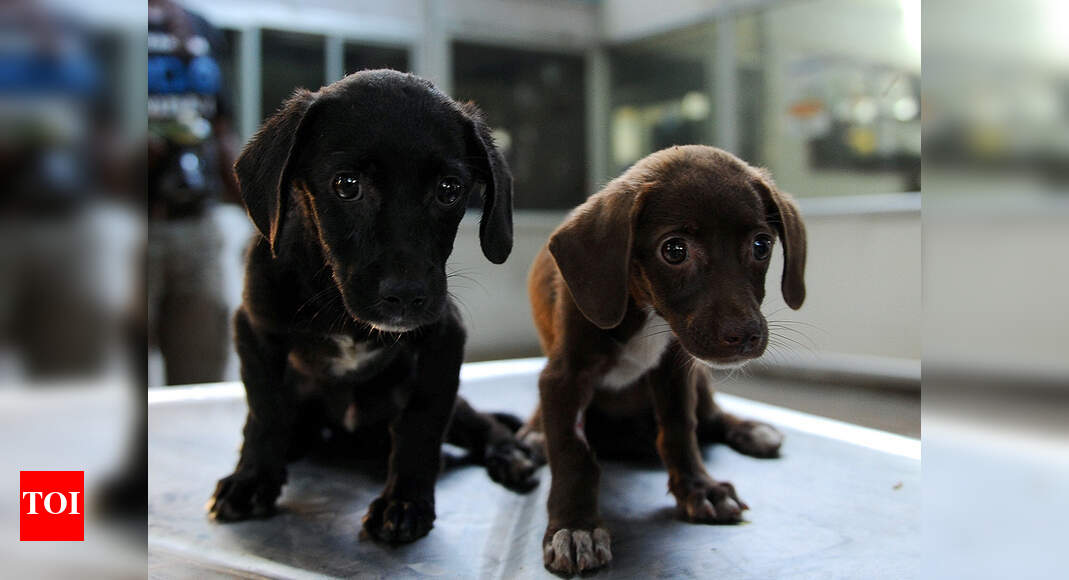 Man kills 9 pups for yelping at him | Chennai News - Times of India