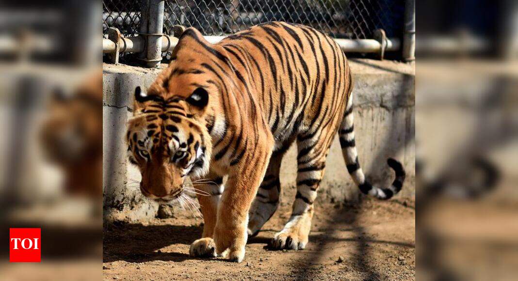 Ortho surgeon adopts tiger, plans to fit it artificial limb | Nagpur ...