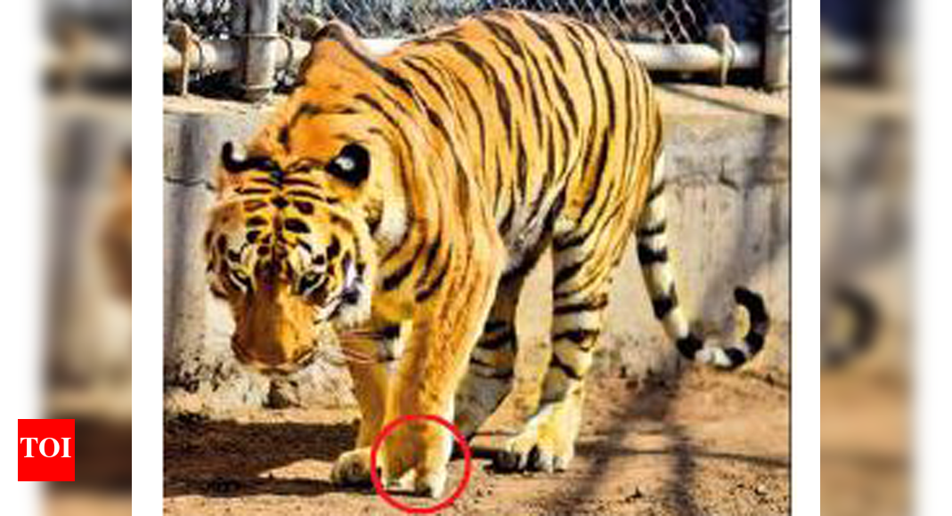 Surgeon to gift artificial limb to tiger with amputated paw - Times of ...