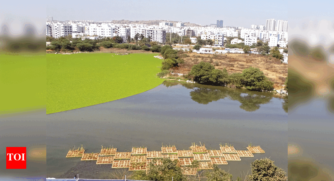 Hussain Sagar: Floating islets of wetland plants to breathe life into ...