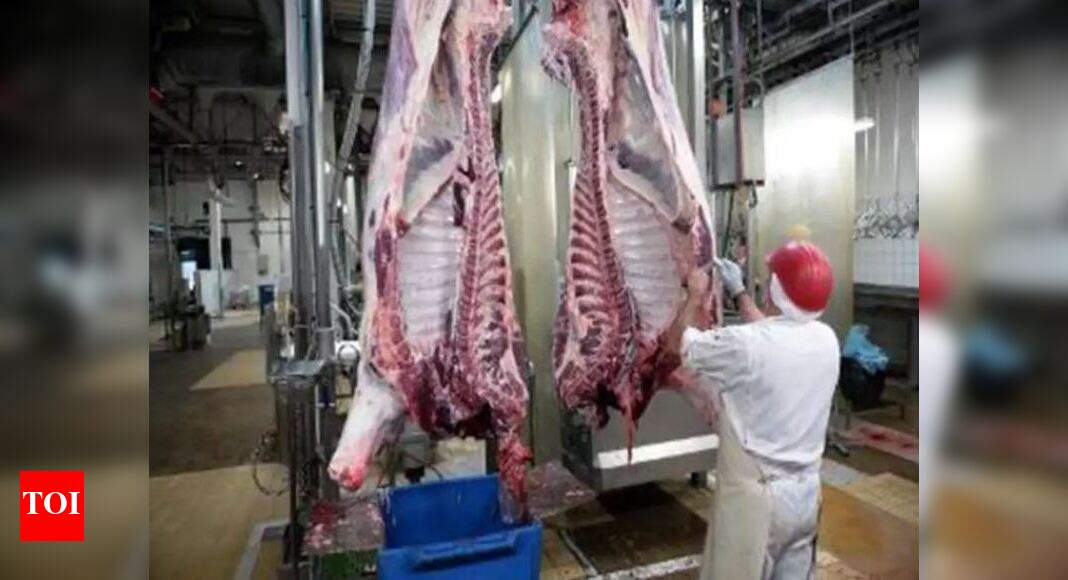 Illegal Cattle Slaughter: 7,000 cattle illegally slaughtered to produce ...