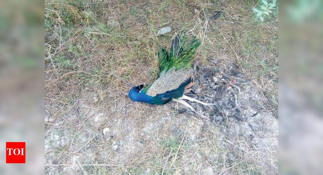Peacock Found Dead: 10 peacocks found dead | Rajkot News - The Times of ...