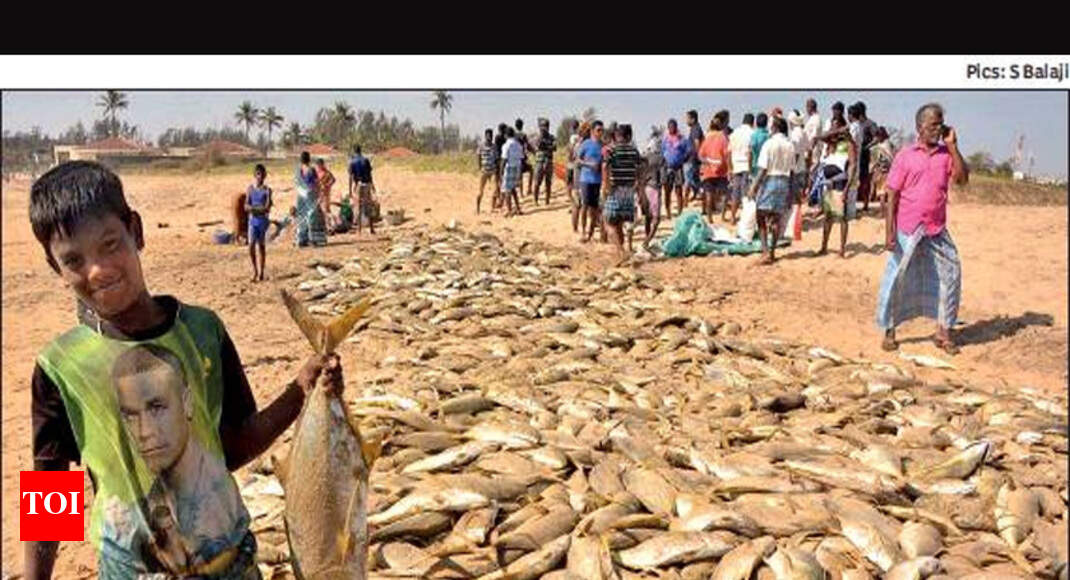 Chennai fishermen catch 3 tonnes of fish in one go | Chennai News ...