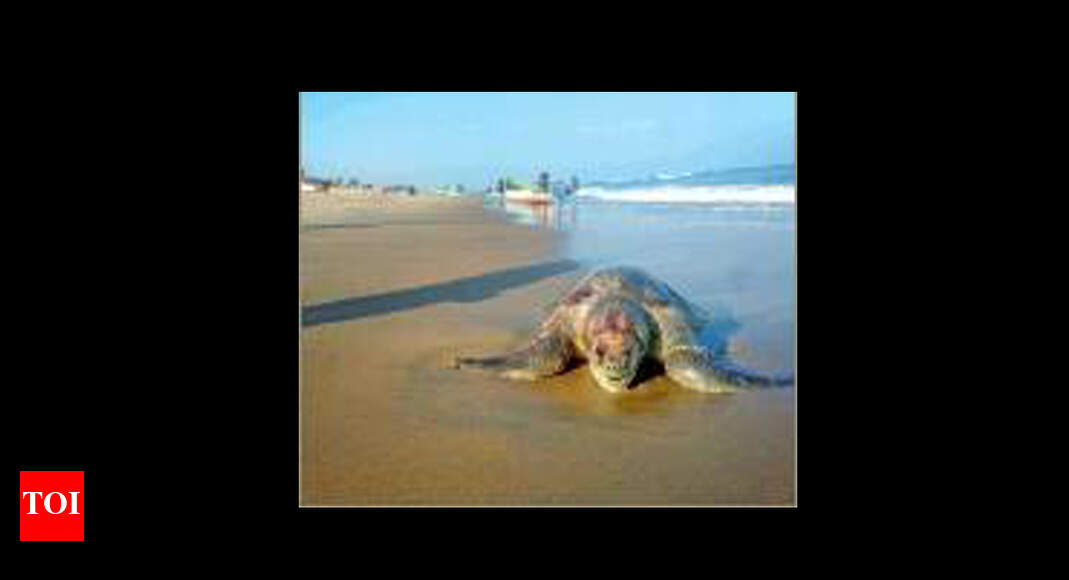 3 dead turtles wash ashore, likely caught in trawling nets | Chennai ...