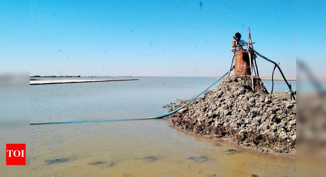 4.5K agariya families migrate from Little Rann | Rajkot News - Times of ...