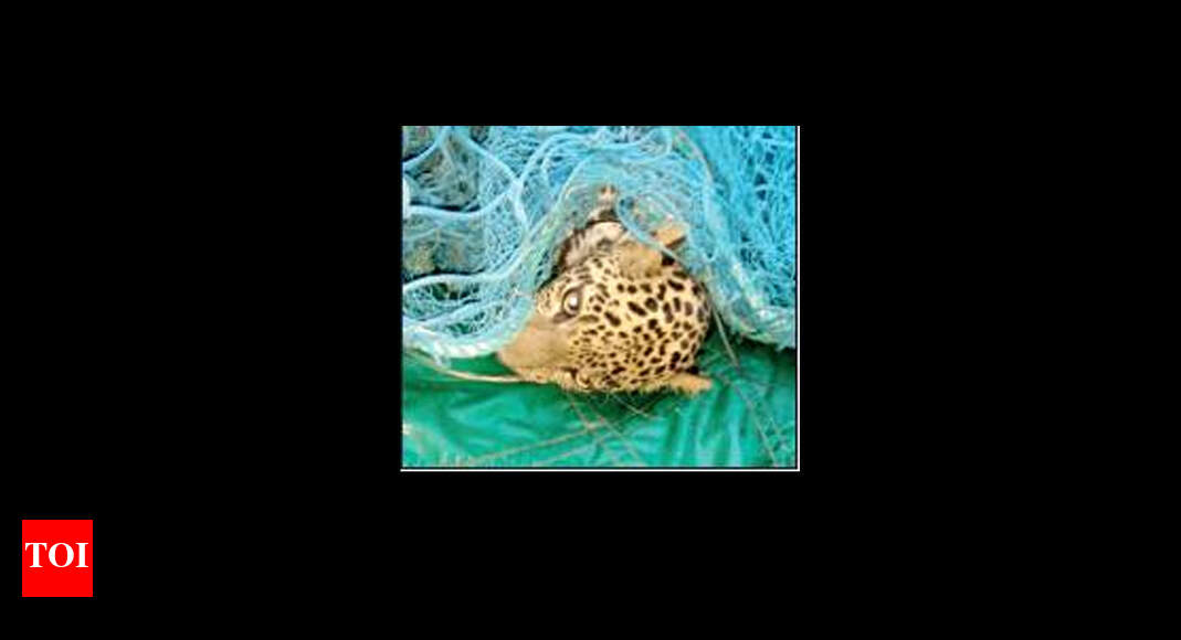 Leopard: Leopard trapped in house tranquillized | Bengaluru News - Times of India