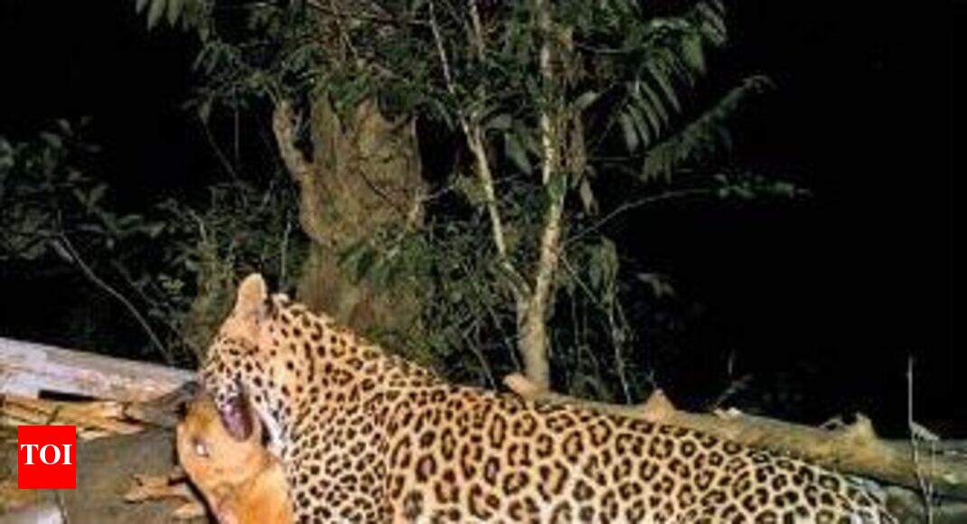 Sanjay Gandhi National Park: Caught on cam: Leopards and pigs star in ...