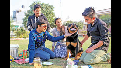 Paawwww! Agra to celebrate Valentine’s Day with pets | Agra News ...