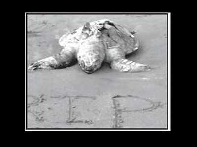 Deja Vu: One more dead turtle washes ashore, tally up to 18 | Goa News ...