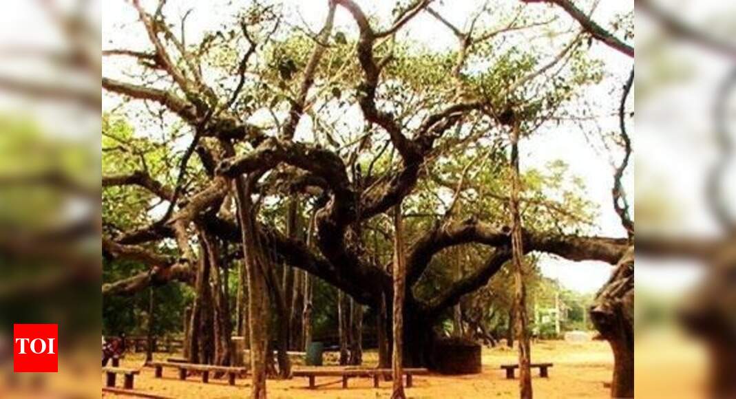 Maharashtra: Maharashtra still no. 1 in tree cover | Mumbai News ...