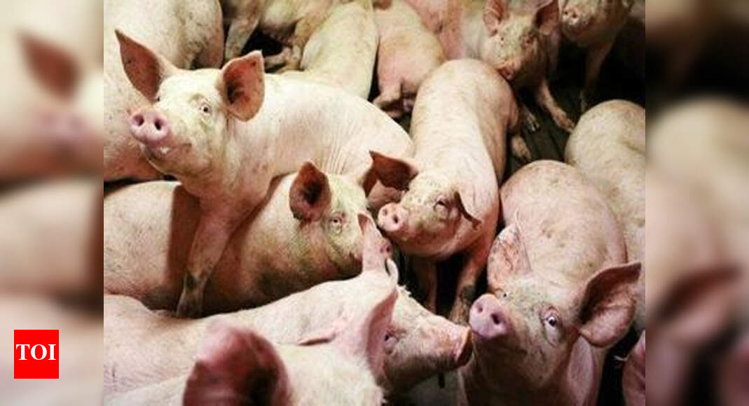 Pork Production: Govt launches scheme to boost pork production | Goa ...