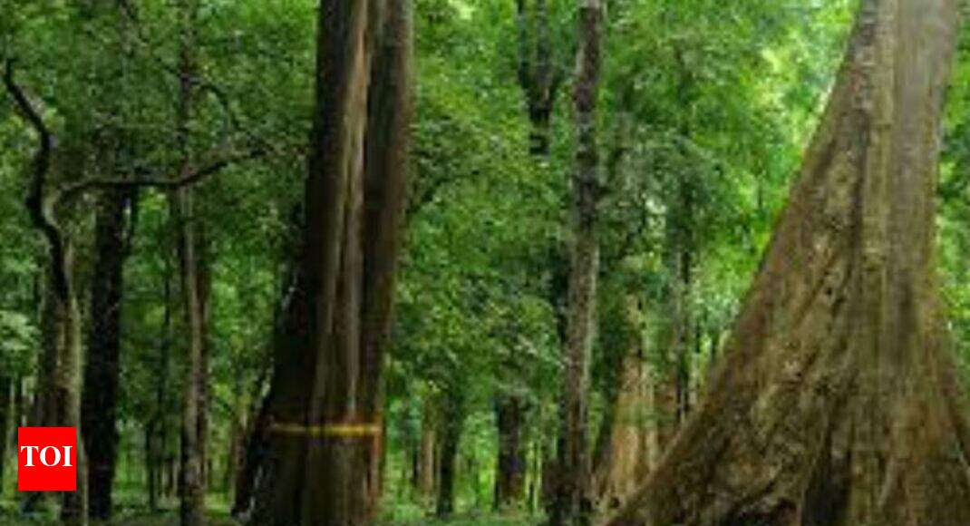 Nothing to cheer about rise in forest cover in Rajasthan | Jaipur News ...