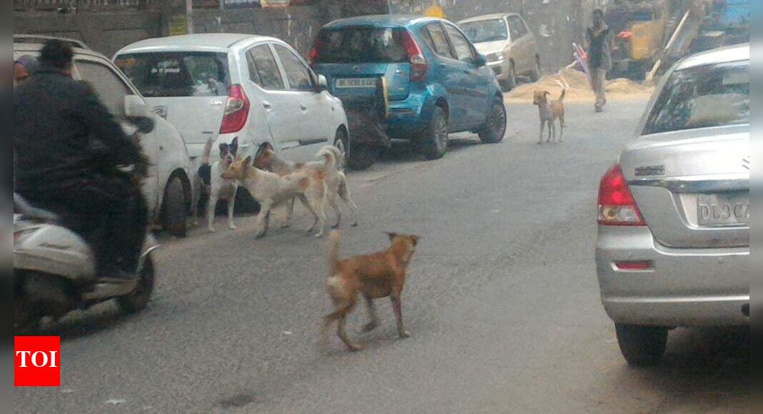 Problem of stray dogs - Times of India