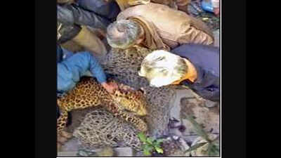 Leopard: ‘I heard leopard crying in pain after it was shot’ | Lucknow ...