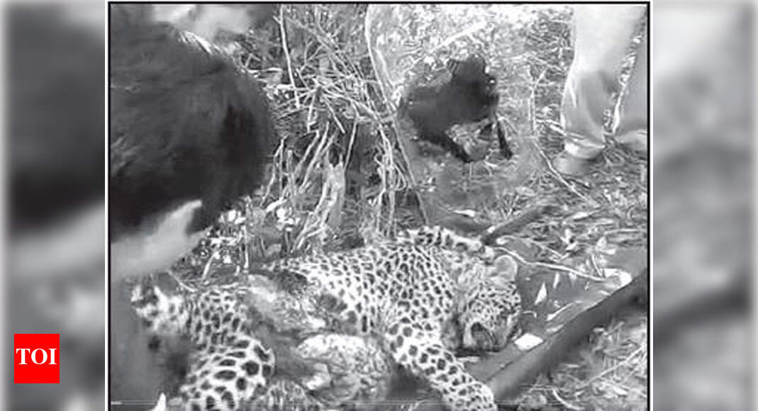Dharamshala: Leopards caught in snare trap: 1 dies, other injured | Shimla News - Times of India