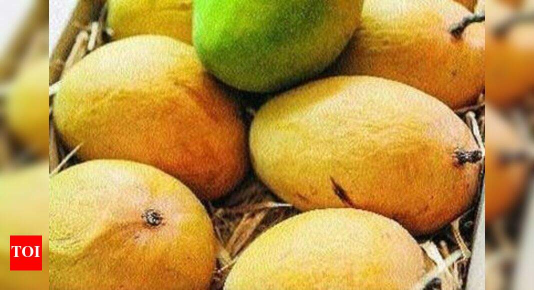 Alphonso: Hot spell puts Alphonso mangoes at sunburn risk | Pune News ...