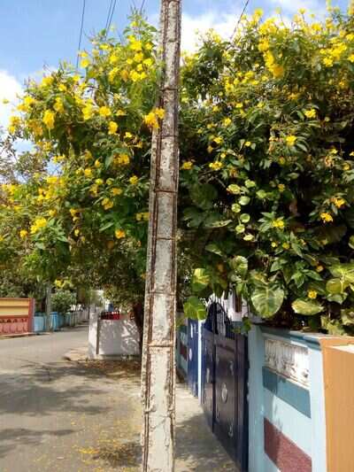 change of electric post - Times of India