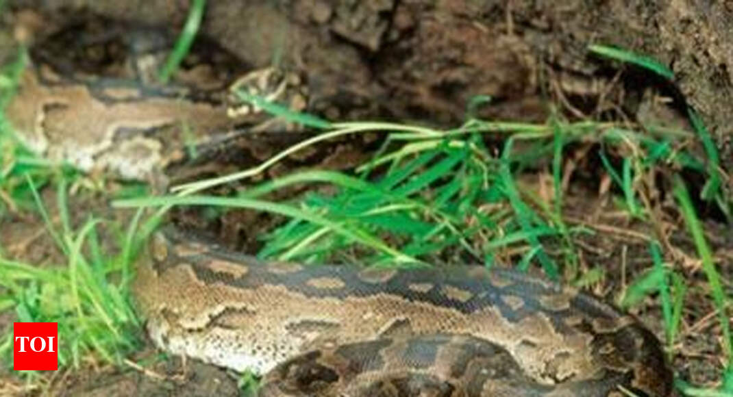 irula people: ‘Irulas much more than a community of snake catchers ...