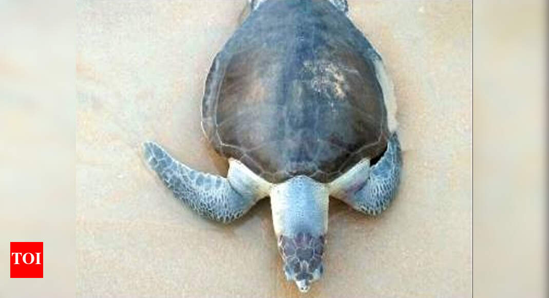 Turtle Death: Three more dead turtles wash ashore in state | Goa News ...