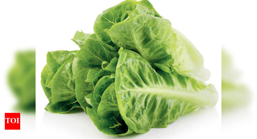 Loganathan: Cabbage price plunges to Rs 8/kg | Trichy News - Times of India