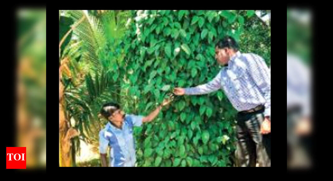 After a few succeed, more farmers lookto cultivate pepper in Jawadhu ...