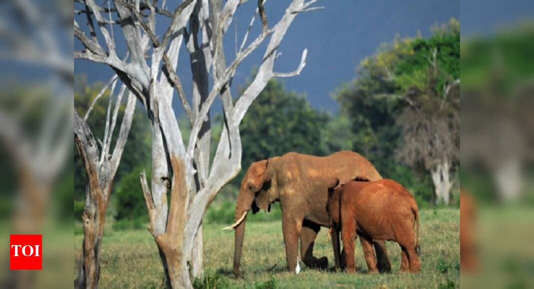 Complete genome of elephants mapped - Times of India