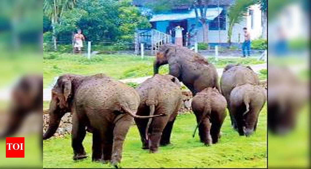 Thankappan: Living in the shadow of elephant menace | Kochi News ...