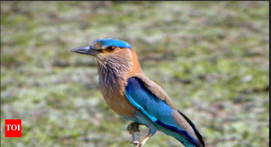 tribal foundation: Bird festival celebrated at Manakudy bird reserve ...