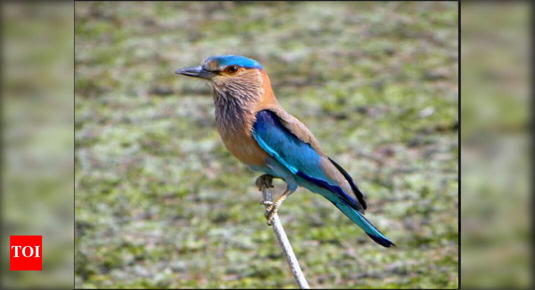 Tribal Foundation: Bird festival celebrated at Manakudy bird reserve ...