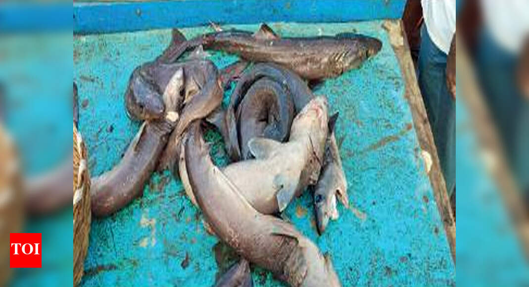 International Union For Conservation Of Nature: Chennai fishermen catch ...