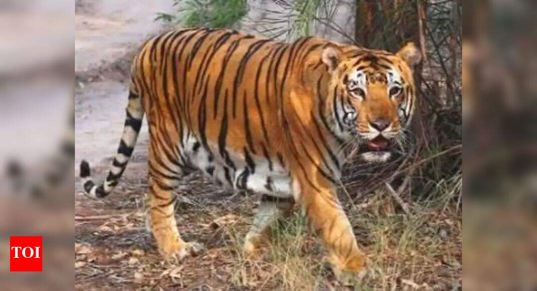 'Rise in number of tiger deaths from 2014-2016' - The Times of India