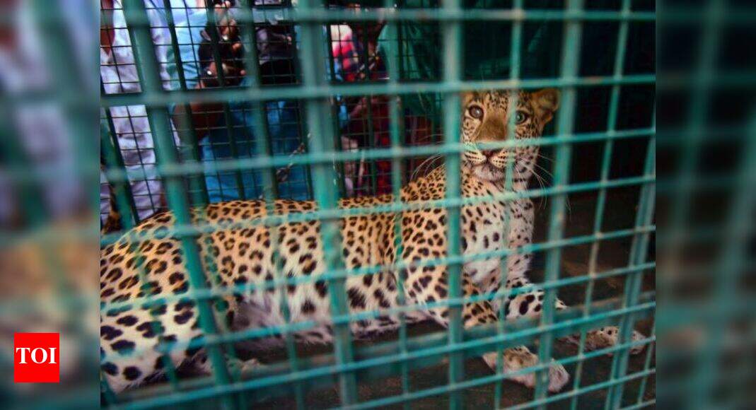 93 leopards dead in first two months of 2018 - Times of India