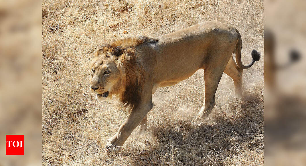 Lion Death: 184 lions died in last two years | Ahmedabad News - Times ...