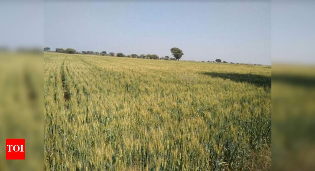 68-bigha pond goes ‘missing’ in Hatod | Indore News - Times of India