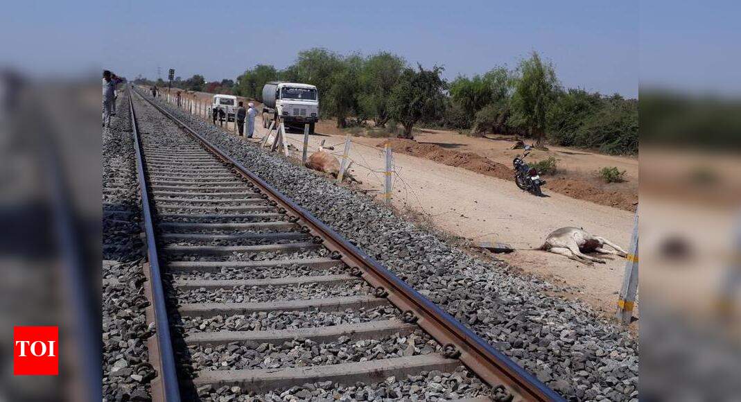 NINE COWS KILLED: Speeding train hits bovines; nine dead, three injured ...