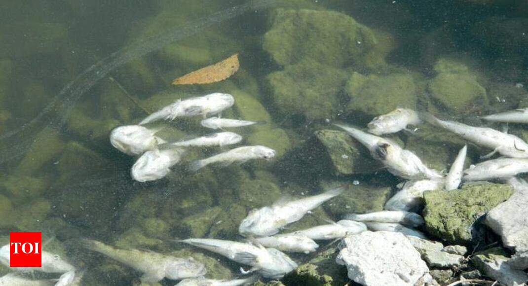 Dead fish in Lakhota lake raises pollution concerns | Rajkot News ...
