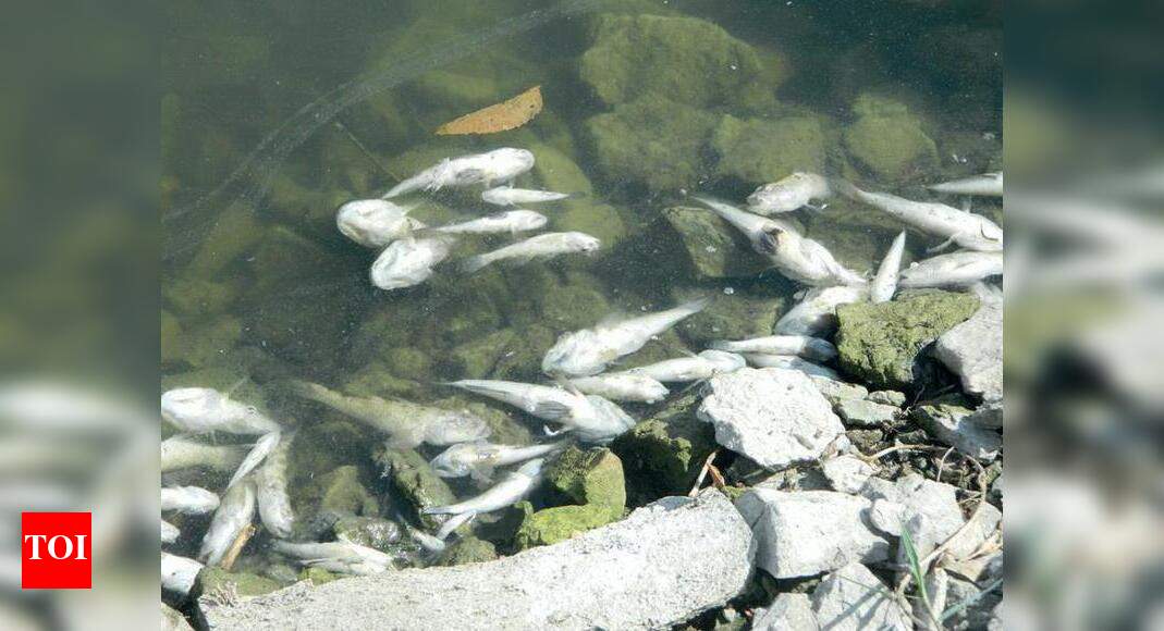 Dead fish in Lakhota lake raises pollution concerns | Rajkot News ...