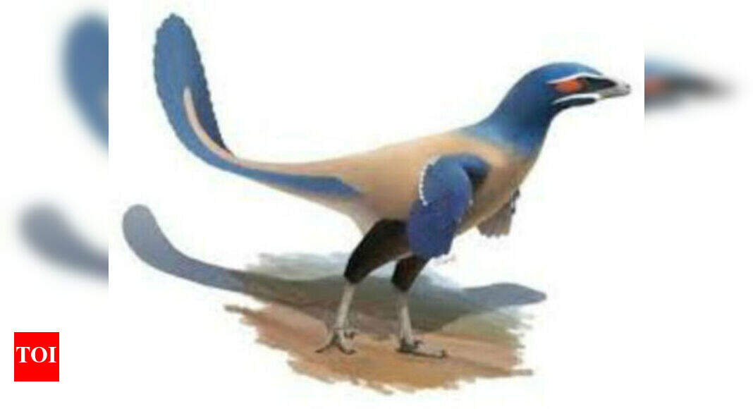 Tiny bird fossil 200 million years old is big scientific find - Times ...