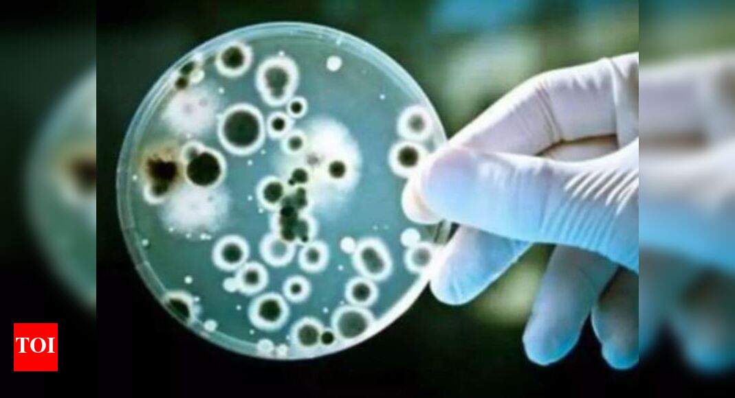 Bacteria travel from gut, cause autoimmune response: Yale researchers ...