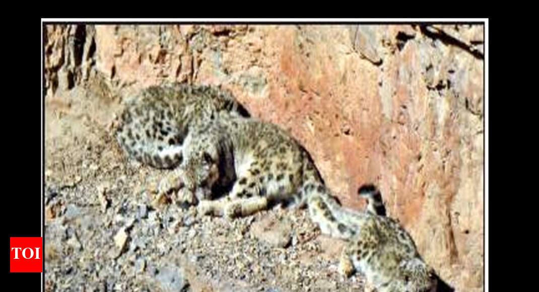 snow leopards: Up to 30 snow leopards in Kibber wildlife sanctuary of ...