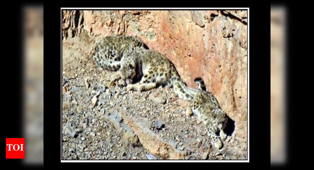 Snow Leopards: Up to 30 snow leopards in Kibber wildlife sanctuary of ...