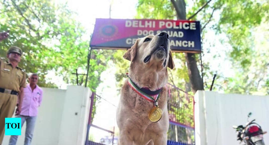 Meet the all-India gold medallist of Delhi Police Dog Squad | Delhi ...