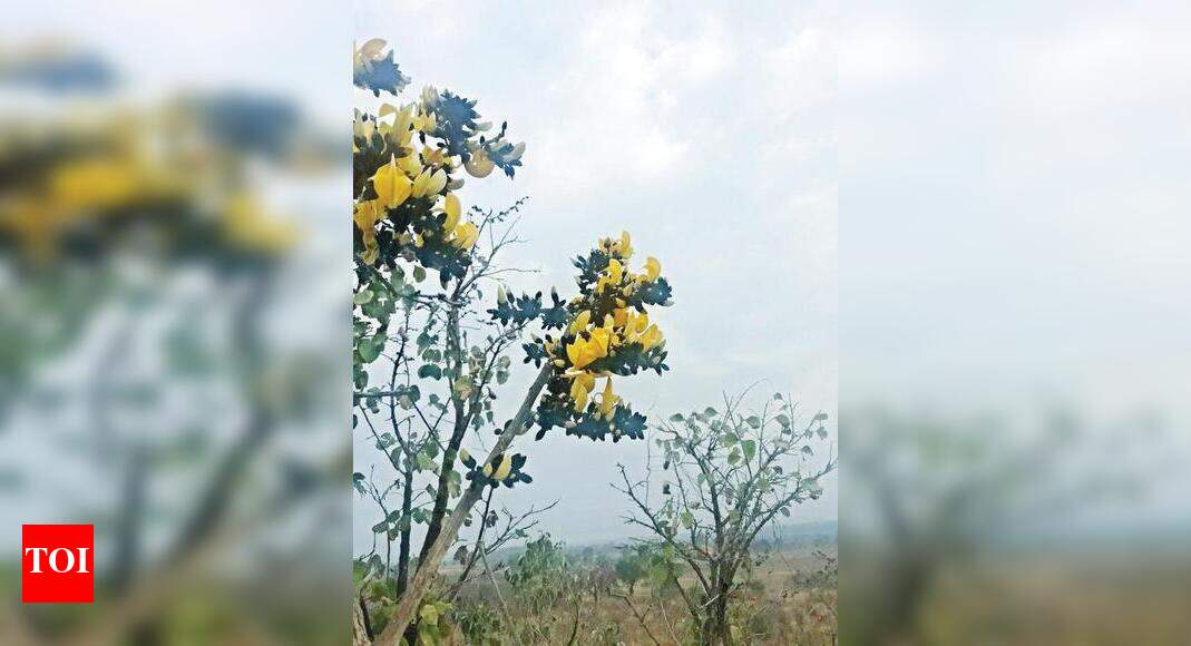 Kanolibara: Retired banker hoping to revive the yellow palash flower ...