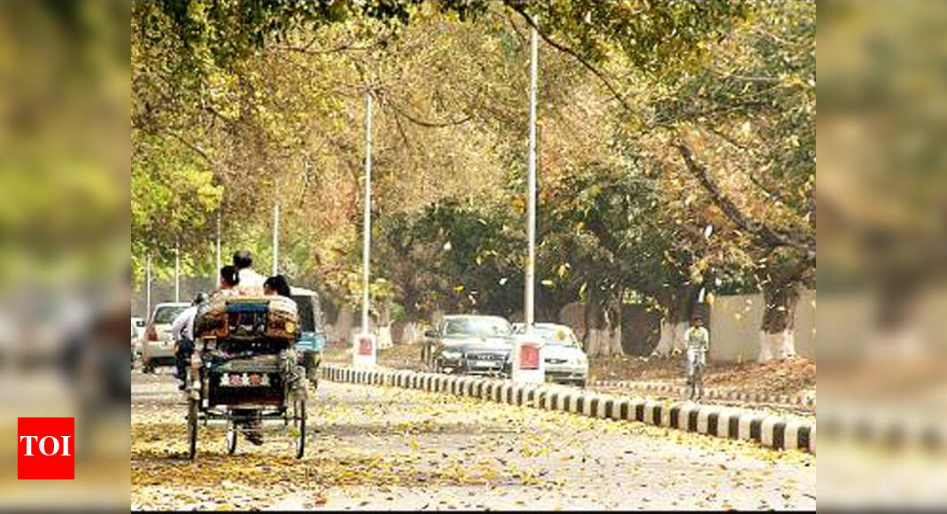 No MC Aid RWAs Clear Dry Leaves On Their Own Chandigarh News Times